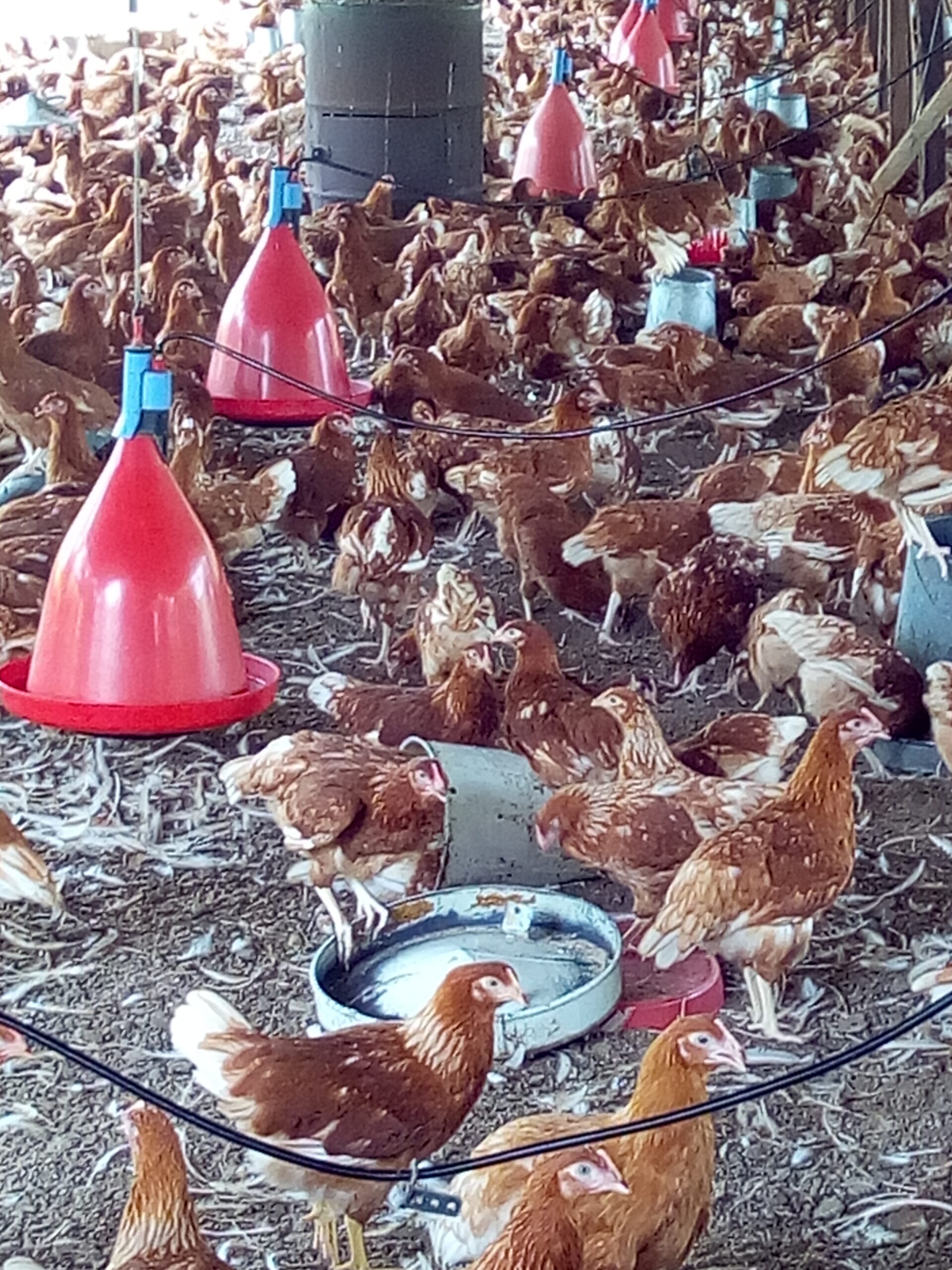 How to Start a Layer Farm for Egg Production in Nigeria